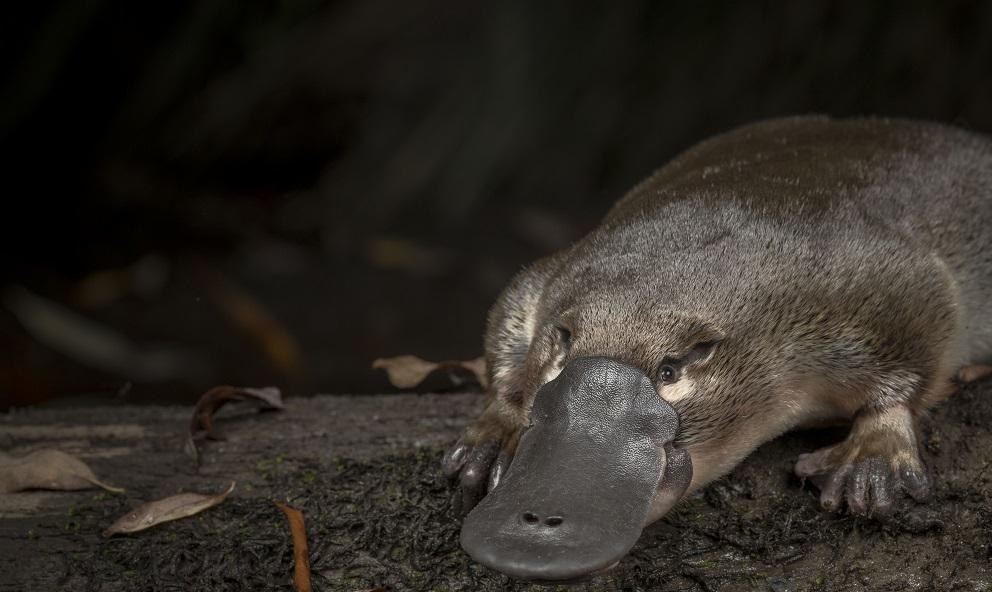 Platypus on a log | Melbourne Water