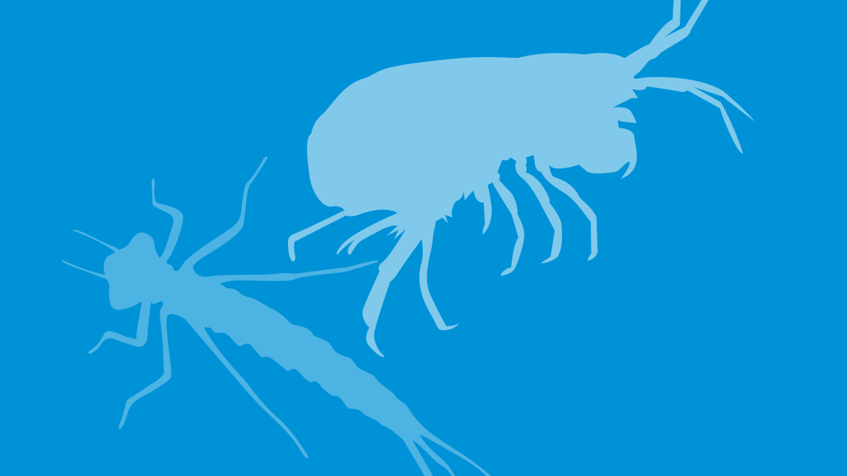 Beginners guide to waterbug identification | Melbourne Water