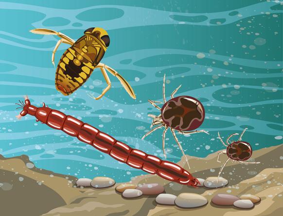 Waterbug illustration - three bugs on a riverbed | Melbourne Water
