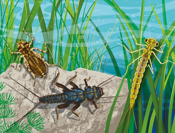 Waterbug illustration - three bugs on a rock | Melbourne Water