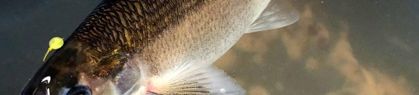 Victoria s Diadromous Fish And The Effects Of River Flow On Migration Melbourne Water victoria-s-diadromous-fish-and-the-effects-of-river-flow-on-migration-melbourne-water